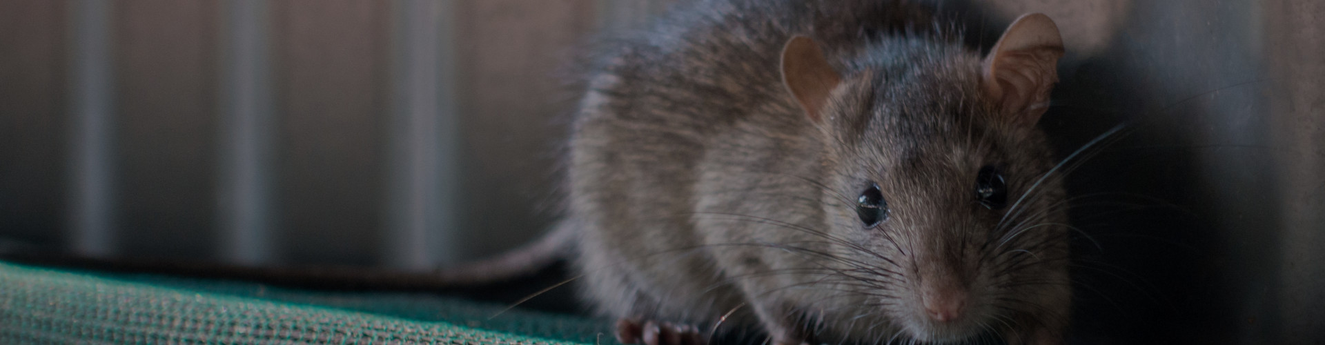 Rotter - Rattus Norvegicus - Oslo Veggdyrkontroll