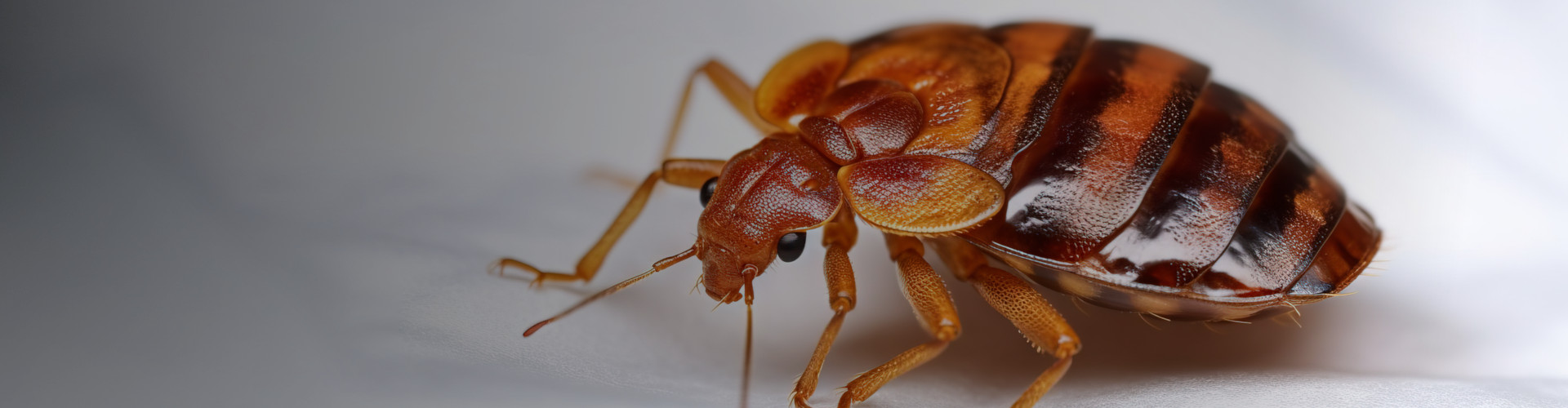 Veggedyr (Cimex lectularius) - Oslo Veggdyrkontroll